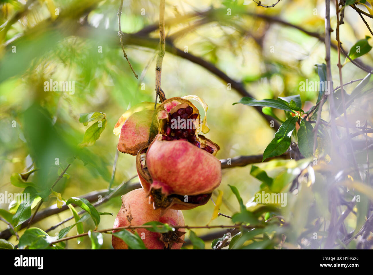 Pomegranate tree fruits detail pomegranate hi-res stock photography and ...