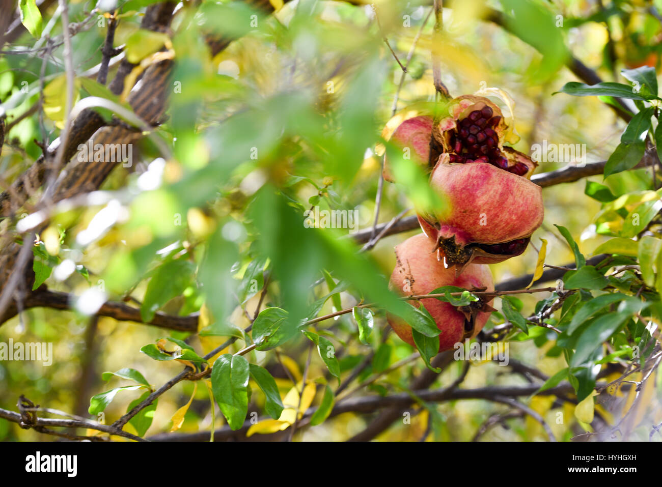 Pomegranate in the tree Stock Photo - Alamy