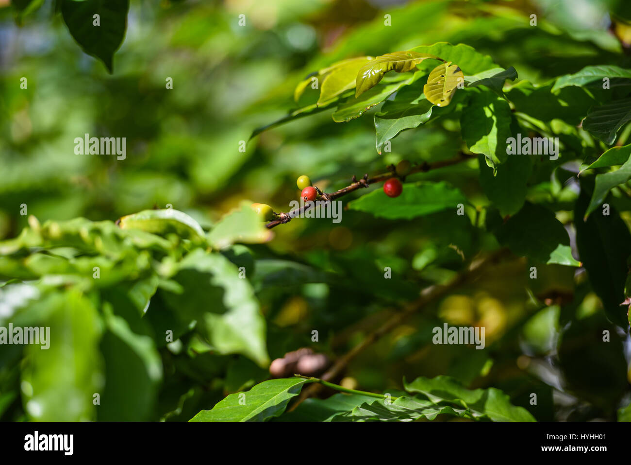 Coffee clearwing hi-res stock photography and images - Alamy