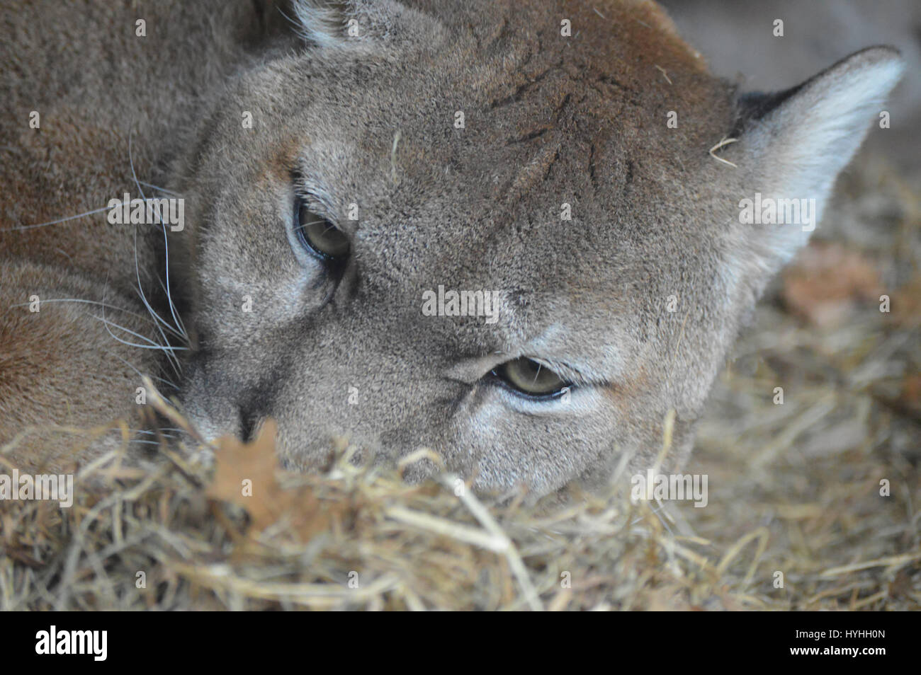 Puma texture hi-res stock photography and images - Alamy