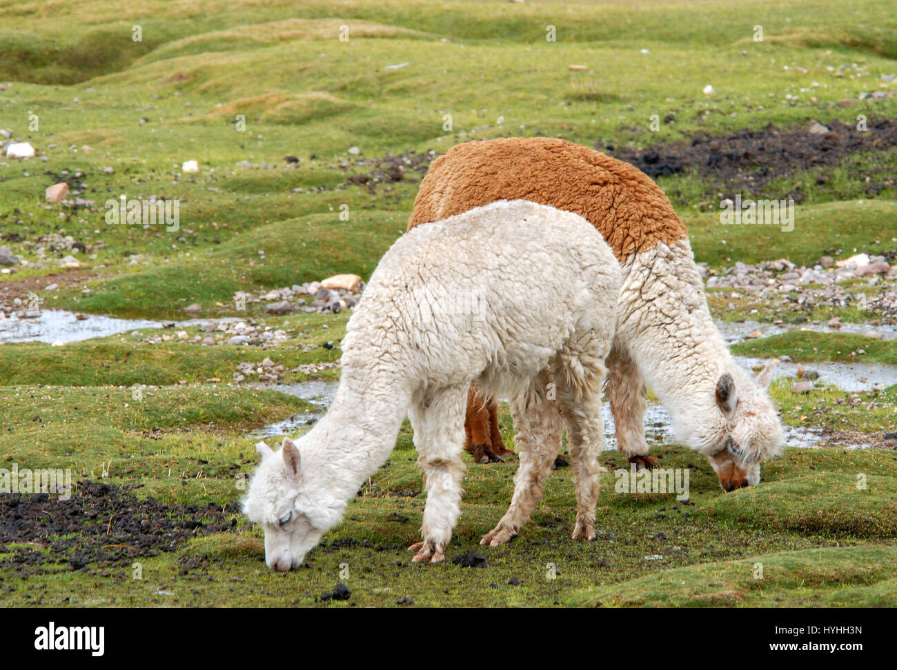 Fluffy lama hi-res stock photography and images - Alamy