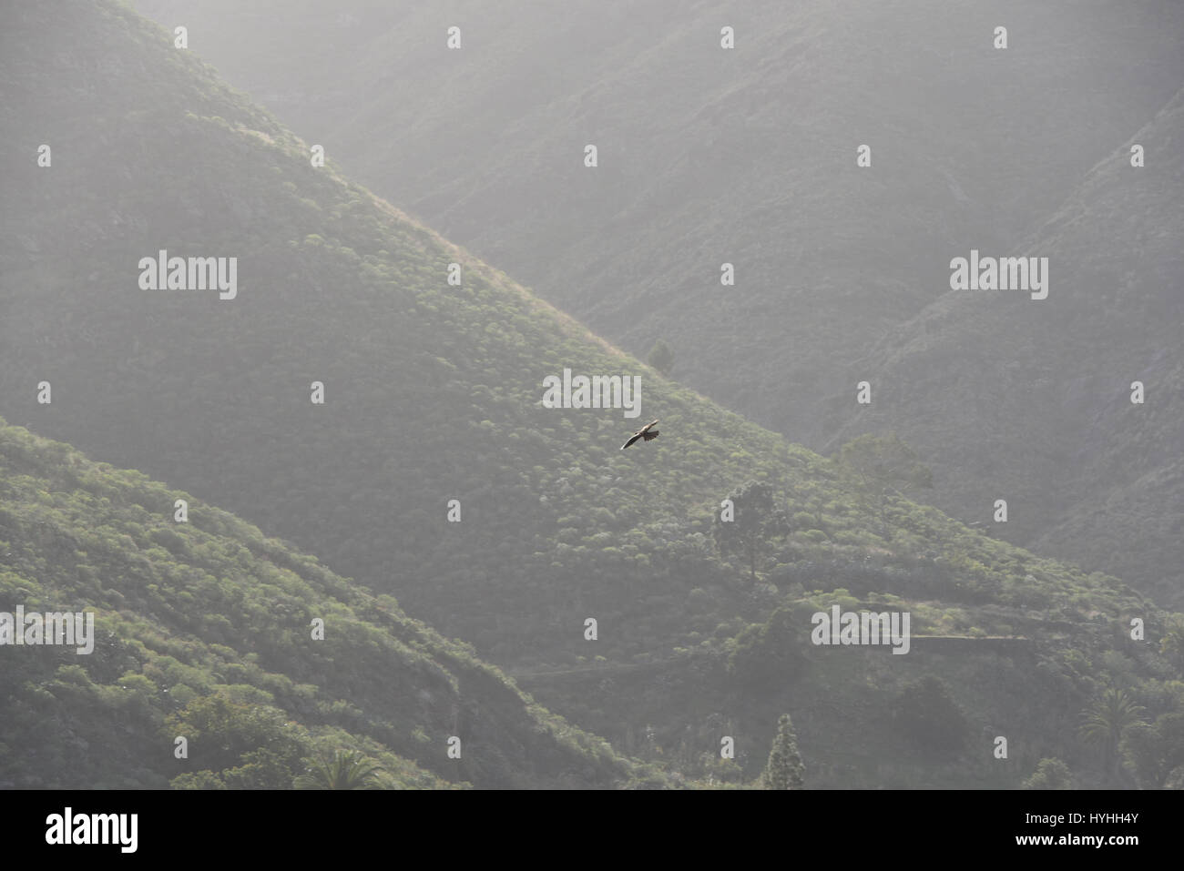Bird above mountains in dusk Stock Photo - Alamy