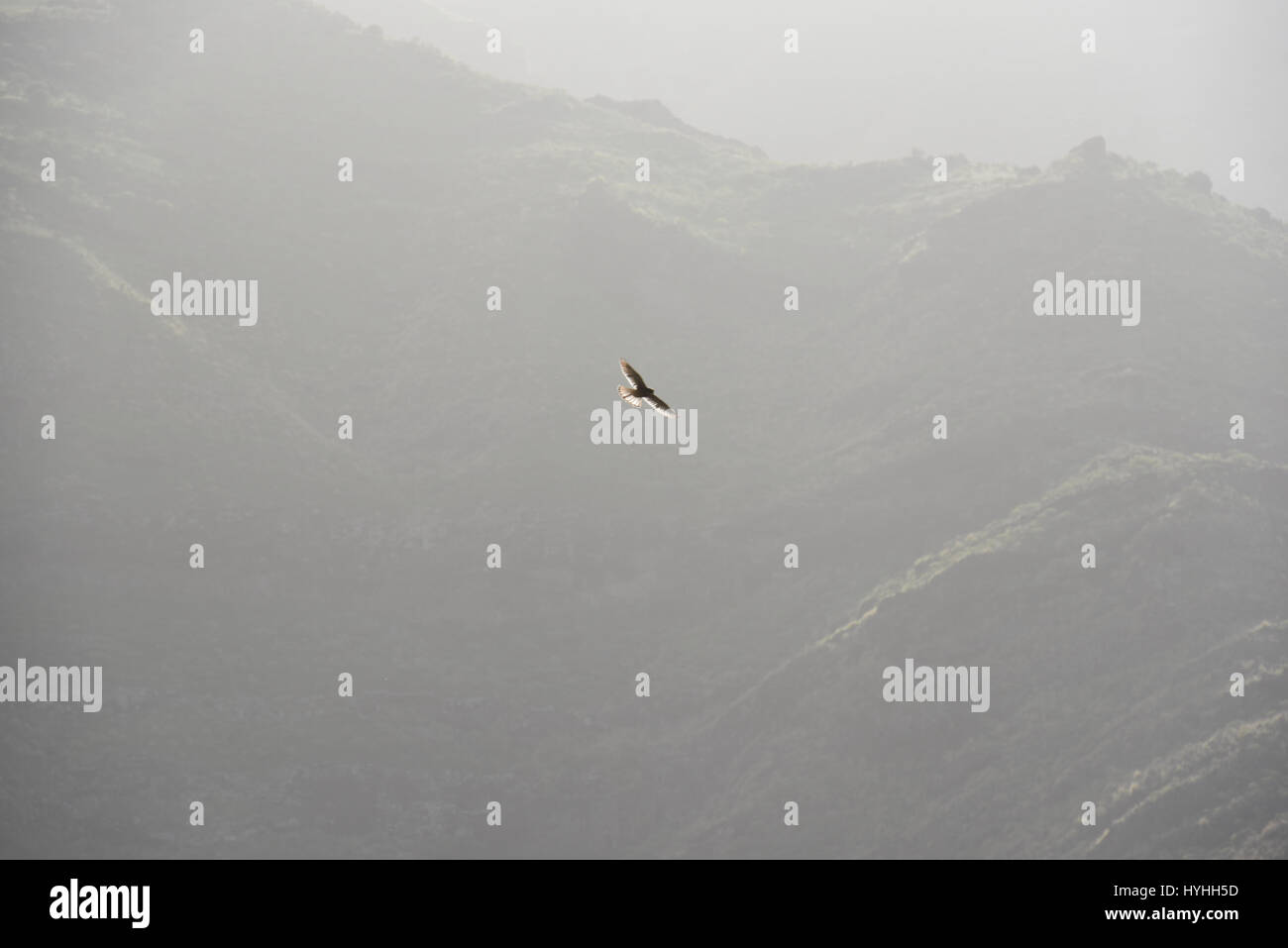 Bird above mountains in dusk Stock Photo - Alamy