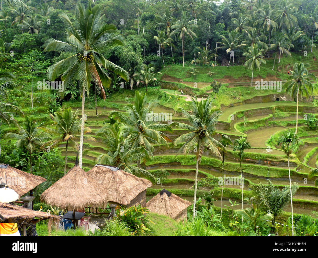 Agriculture rice paddy irrigation water hi-res stock photography and ...