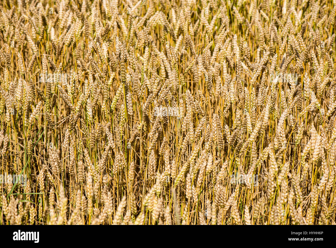 Yellow wheat field close up macro photograph with abstract texture ...