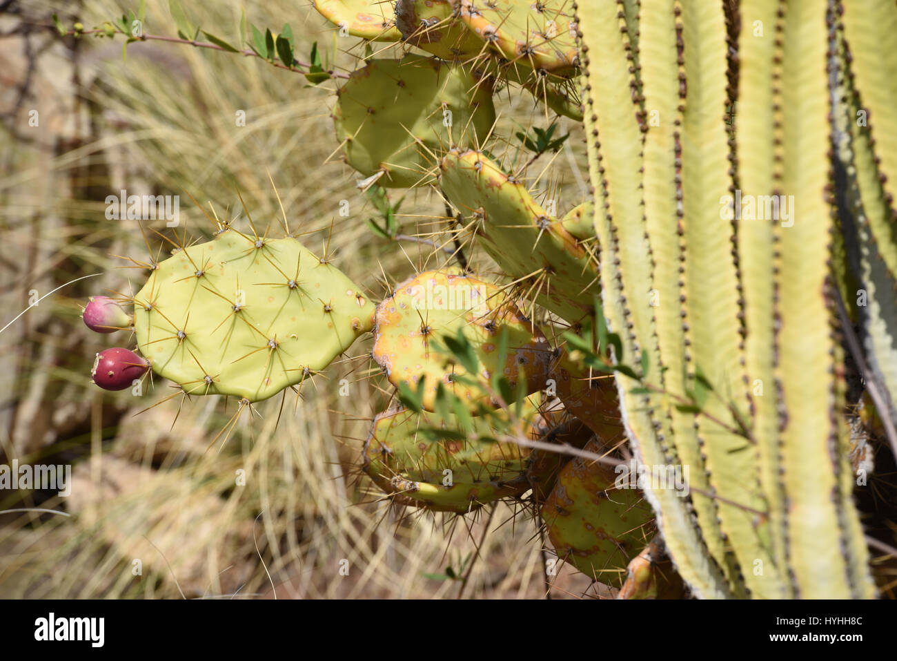 Cactus growing in mountains Stock Photo - Alamy