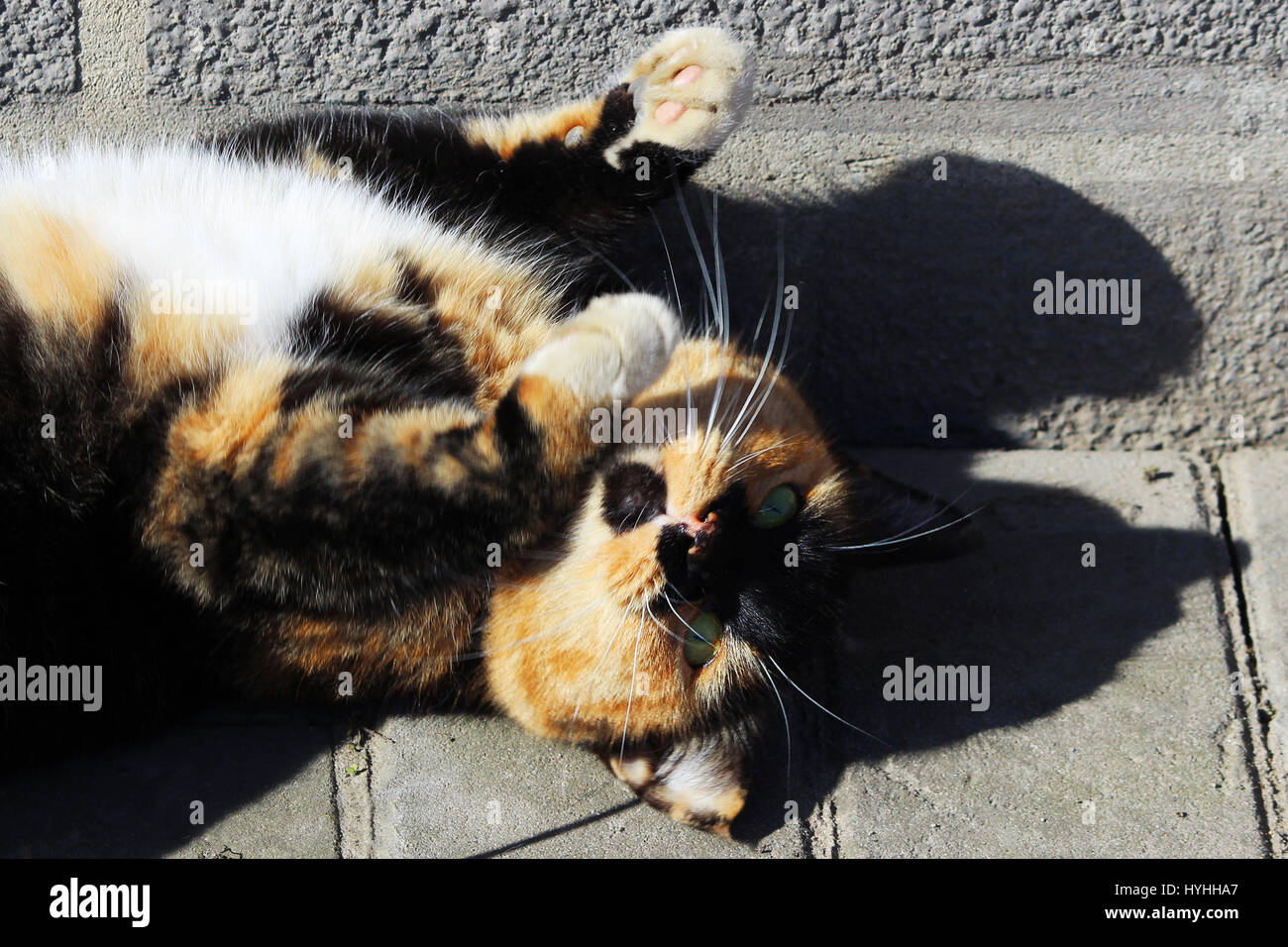 lonely stray cat tortoiseshell tricolor color Stock Photo - Alamy