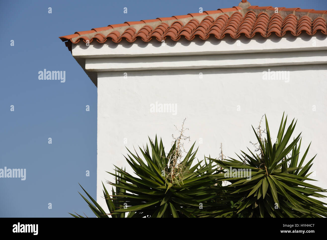 Trees growing next wall hi-res stock photography and images - Alamy