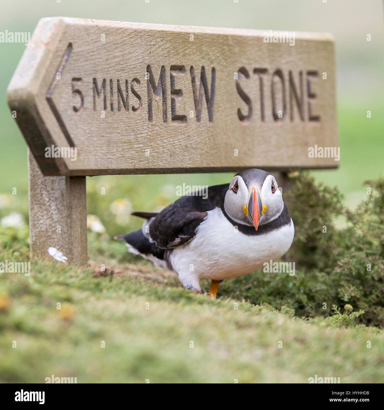 Puffin sign hi-res stock photography and images - Alamy