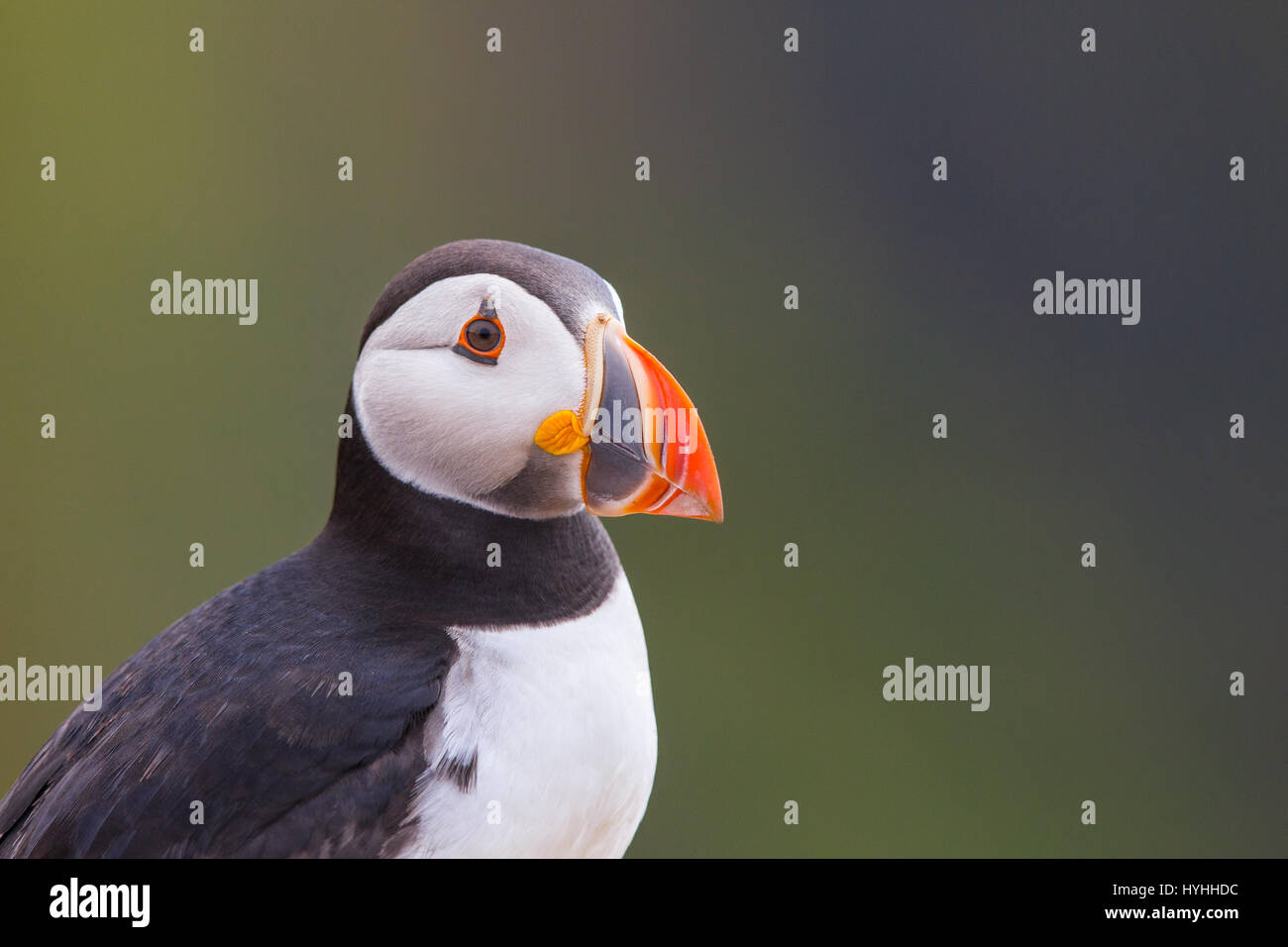 Puffin head hi-res stock photography and images - Alamy