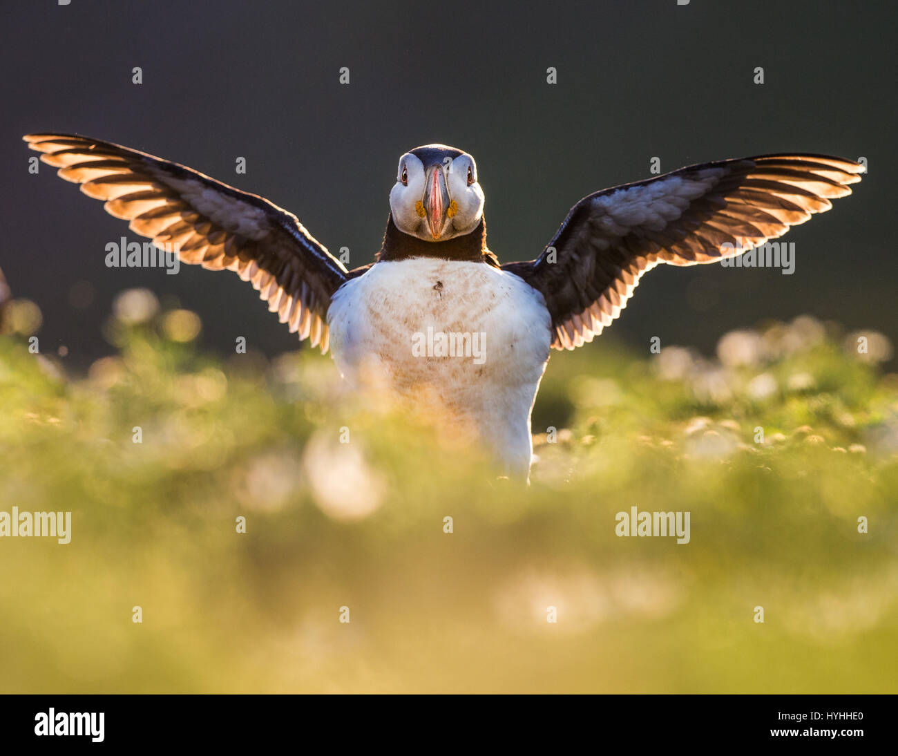 Flapping wing hi-res stock photography and images - Alamy
