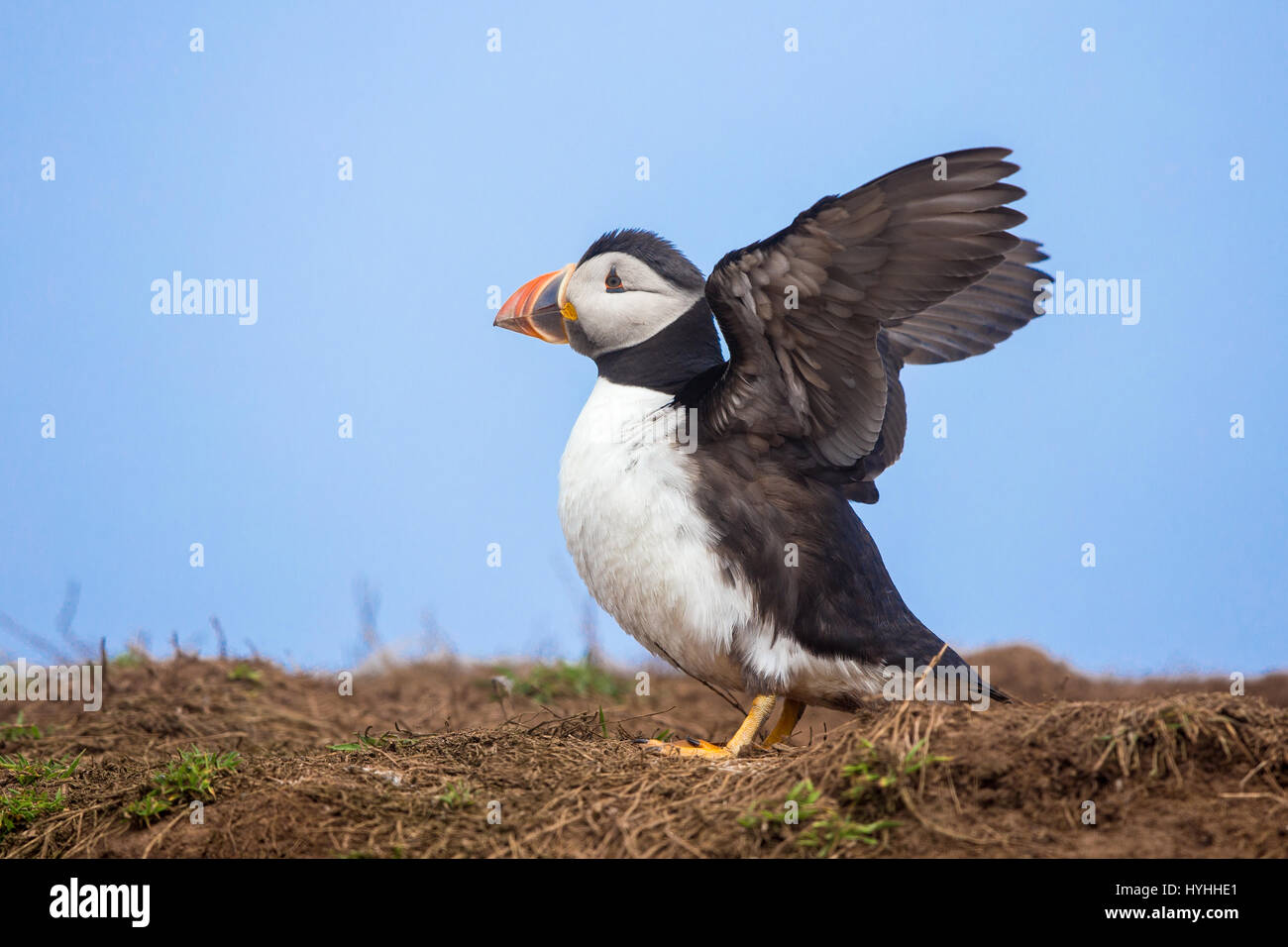 Puffin flapping wings on top hi-res stock photography and images - Alamy