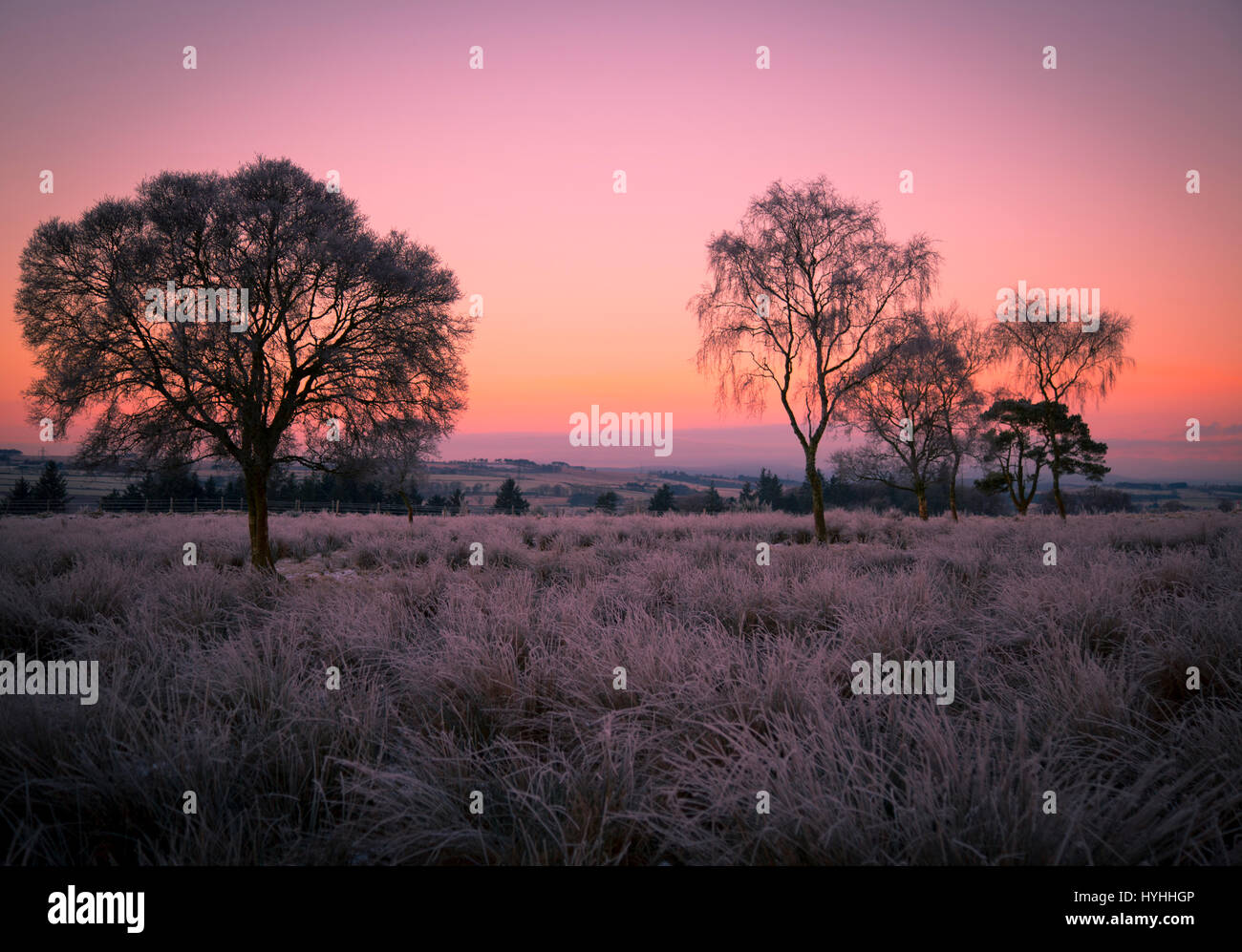 winter frost trees Scotland Stock Photo - Alamy