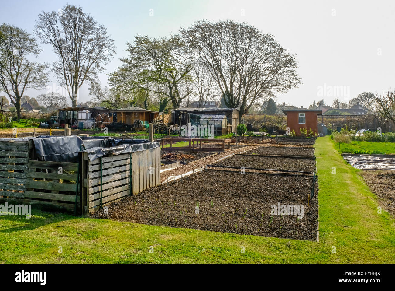 Allotment in springtime, newly cultivated plot with new shoots in the ...