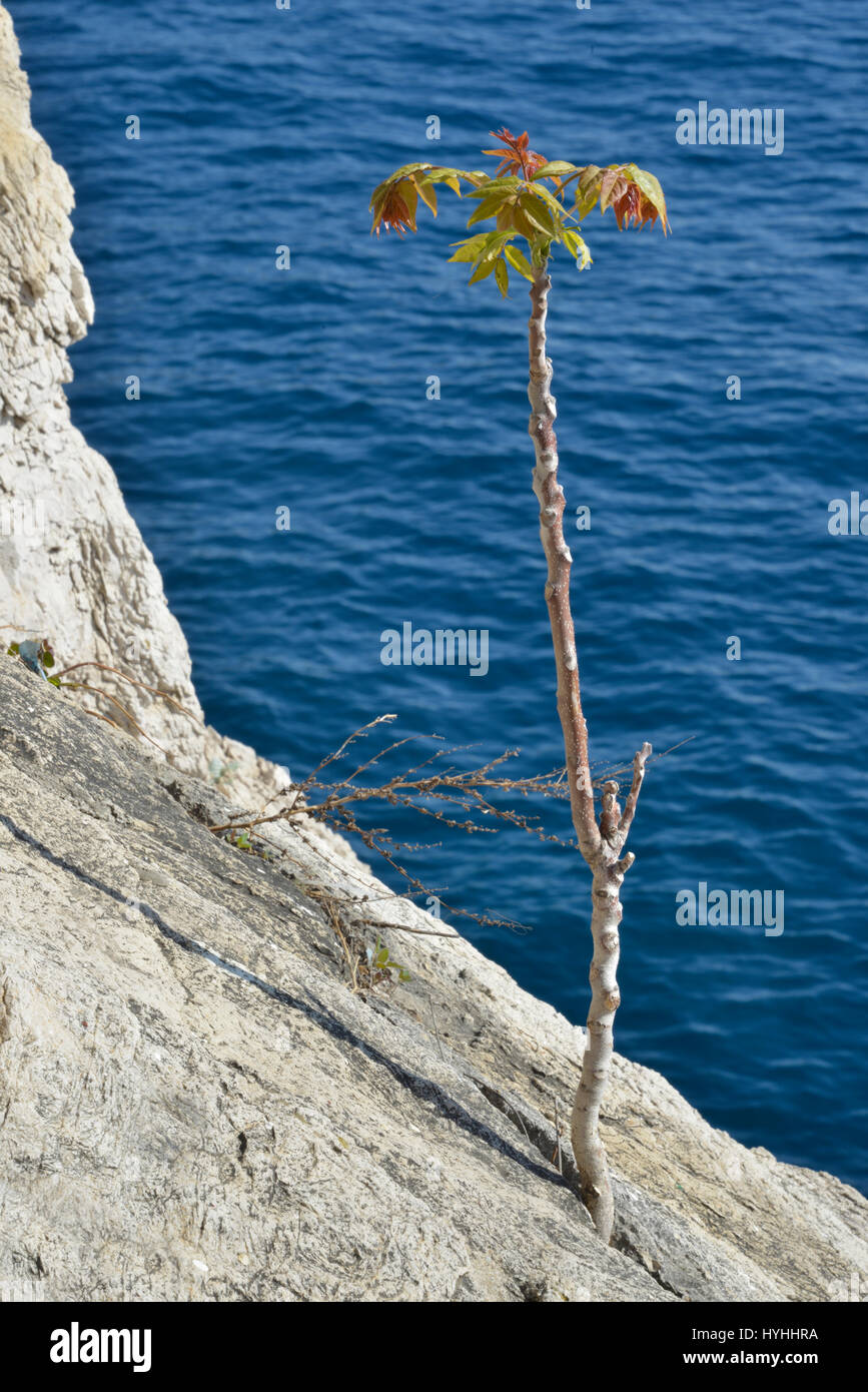 Tenacity hi-res stock photography and images - Alamy