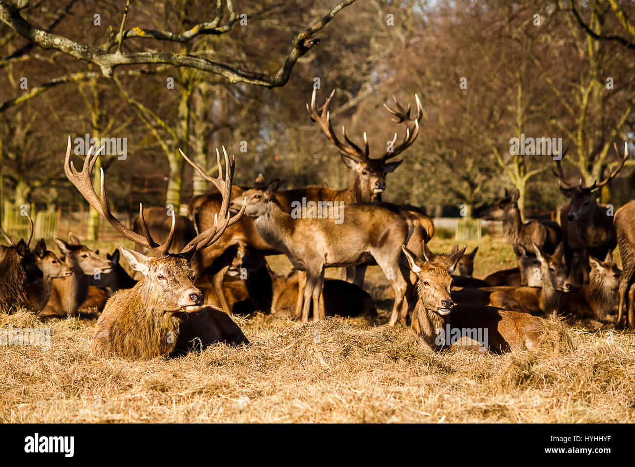 Bushy park hi-res stock photography and images - Alamy