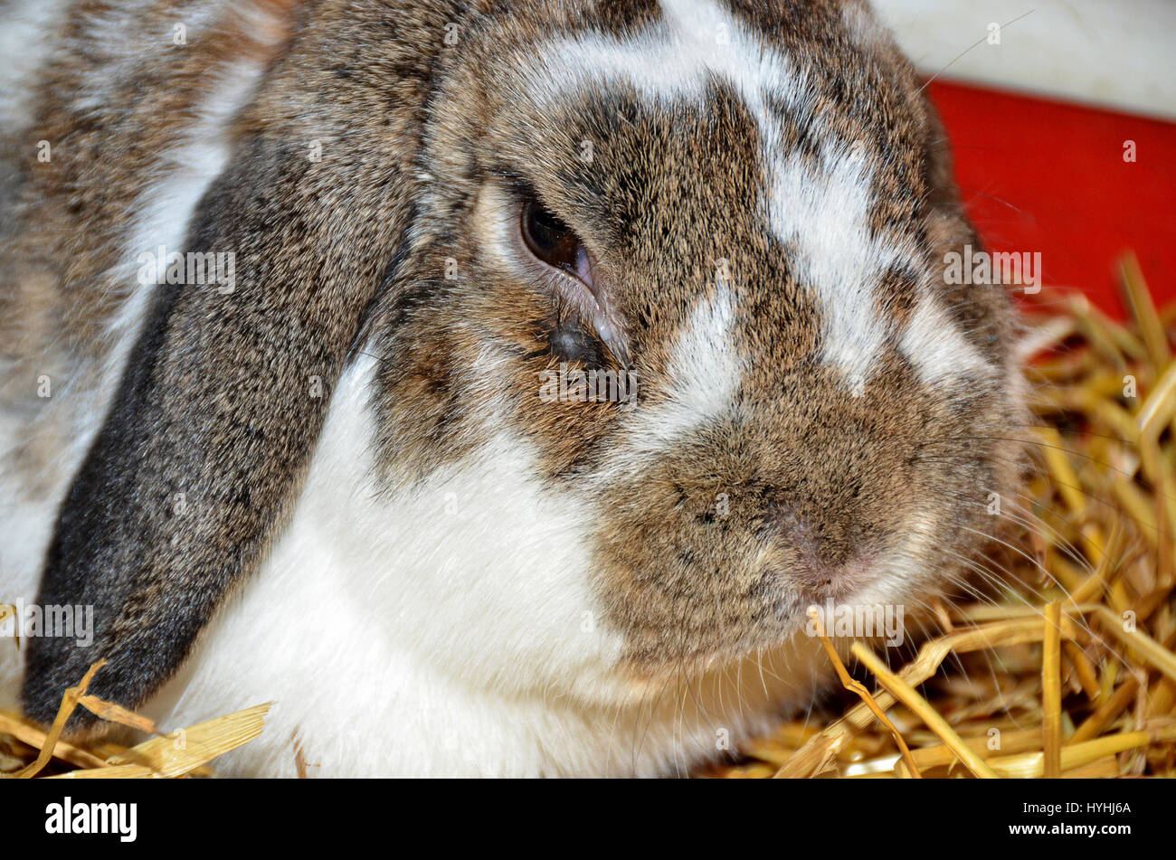 Floppy eared rabbit hi-res stock photography and images - Alamy