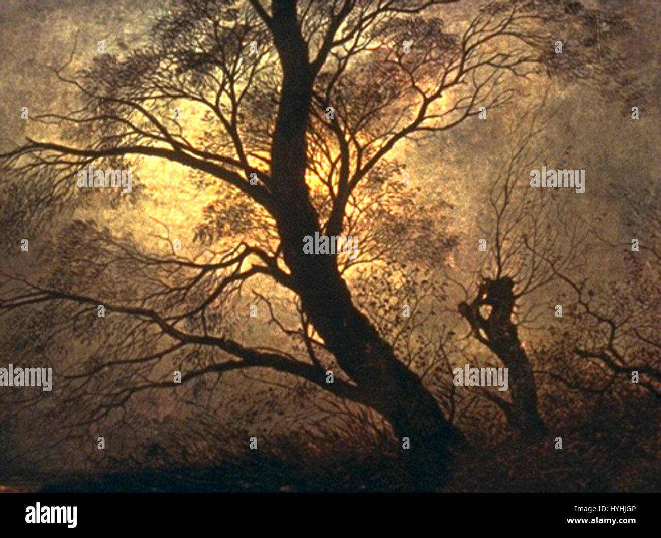 Trees in the moonlight Stock Photo - Alamy