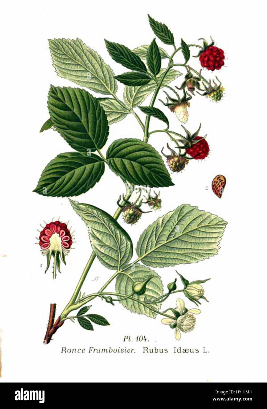 Rubus idaeus botanical illustration hi-res stock photography and images ...