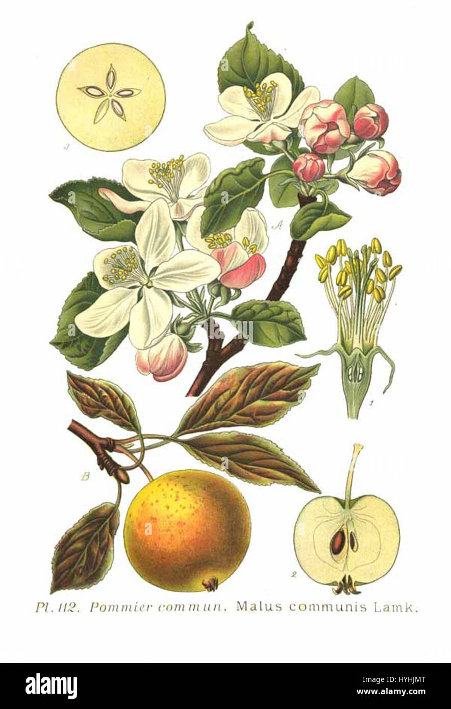 Species of fruit Cut Out Stock Images & Pictures - Alamy