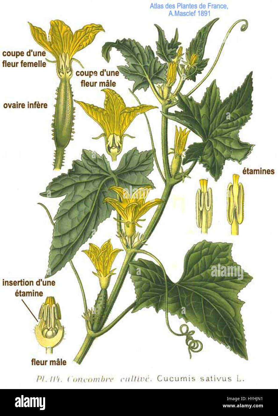 Cucumis sativus drawing hi-res stock photography and images - Alamy