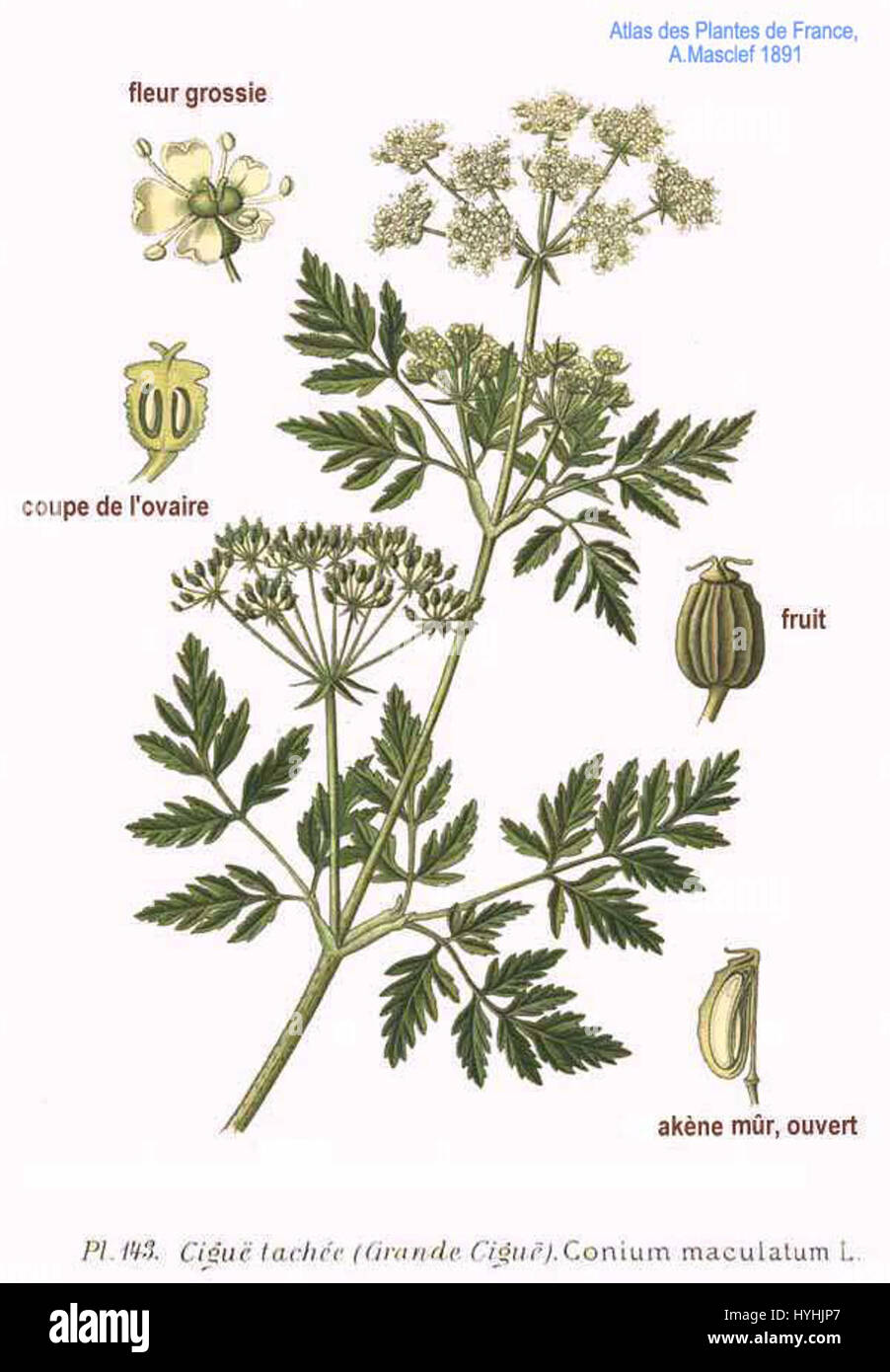 Conium maculatum, commonly known as poison hemlock, is a highly toxic ...