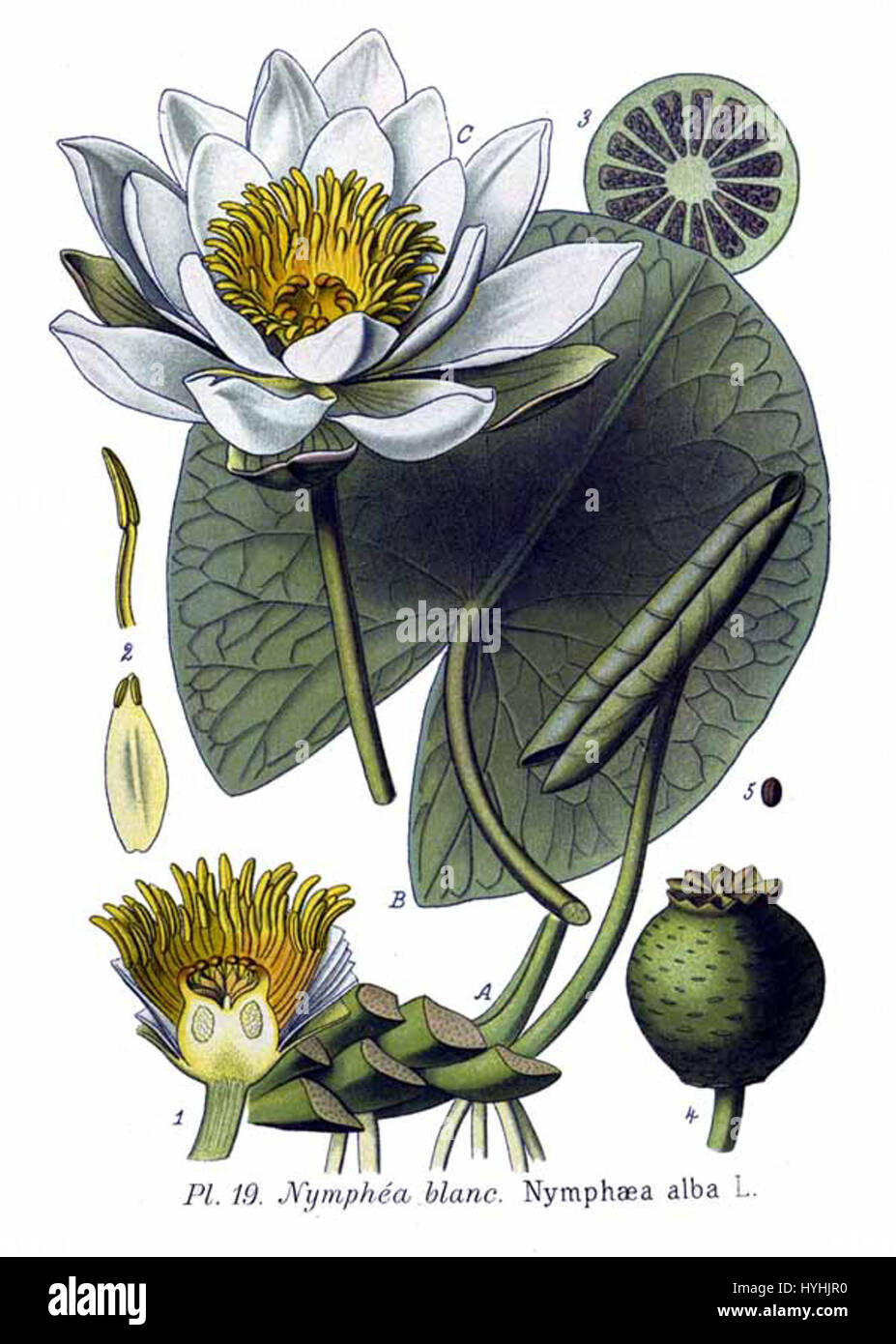 Nymphaea alba L, commonly known as the European white water lily, is a ...
