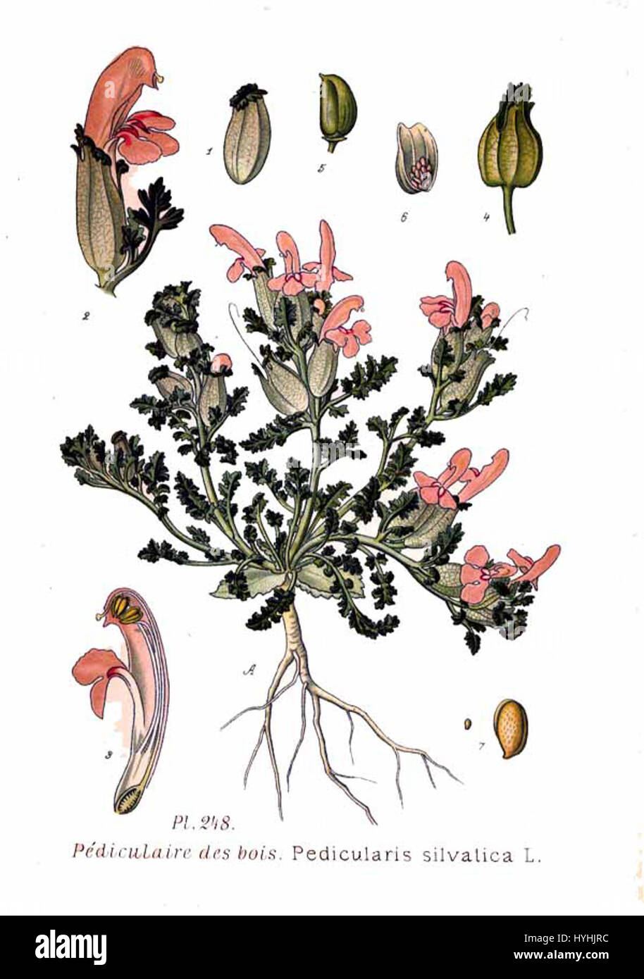 Pedicularis silvatica L., also known as the common lousewort, is a ...