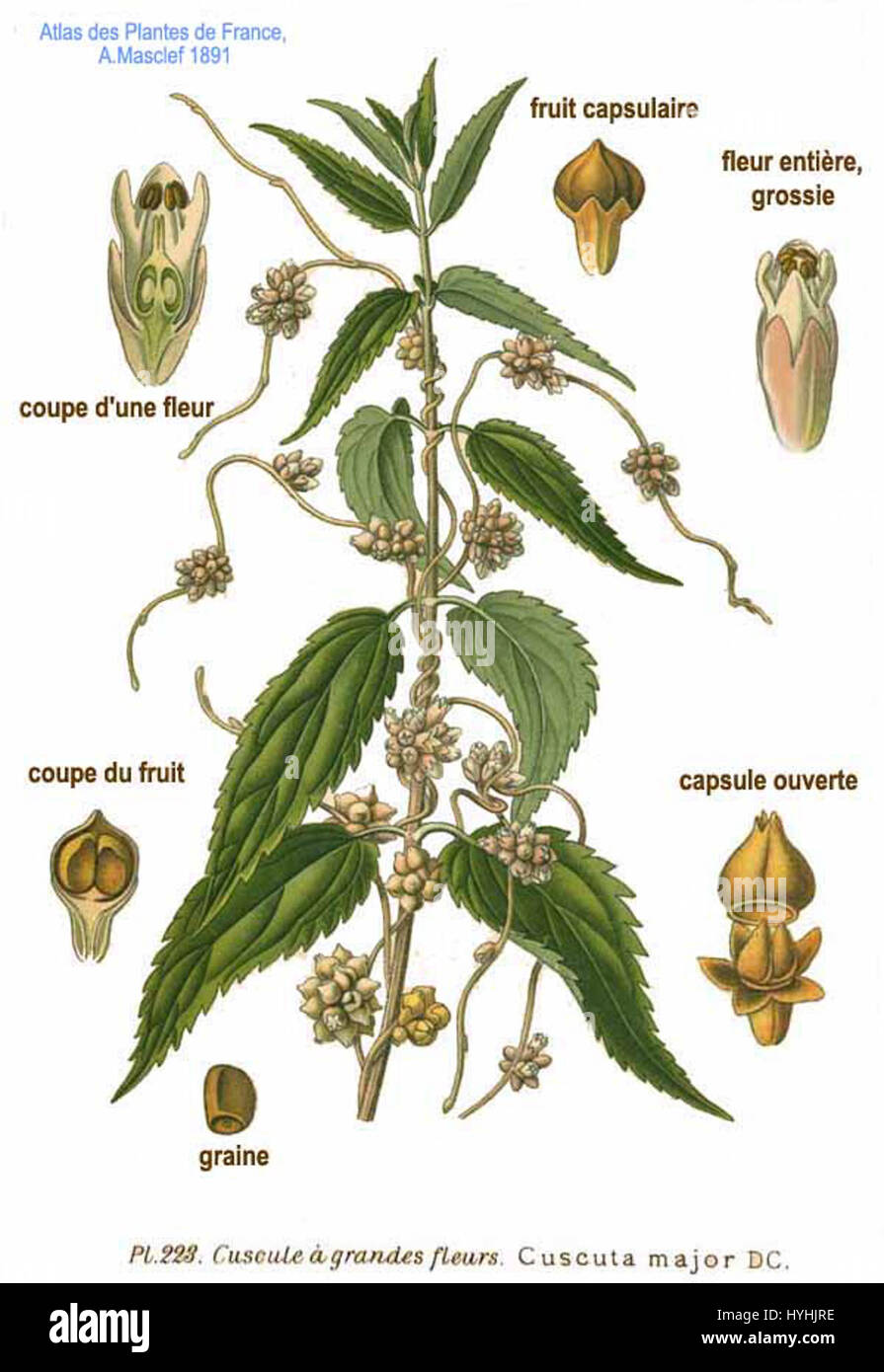 Parts of a plant drawing hi-res stock photography and images - Alamy