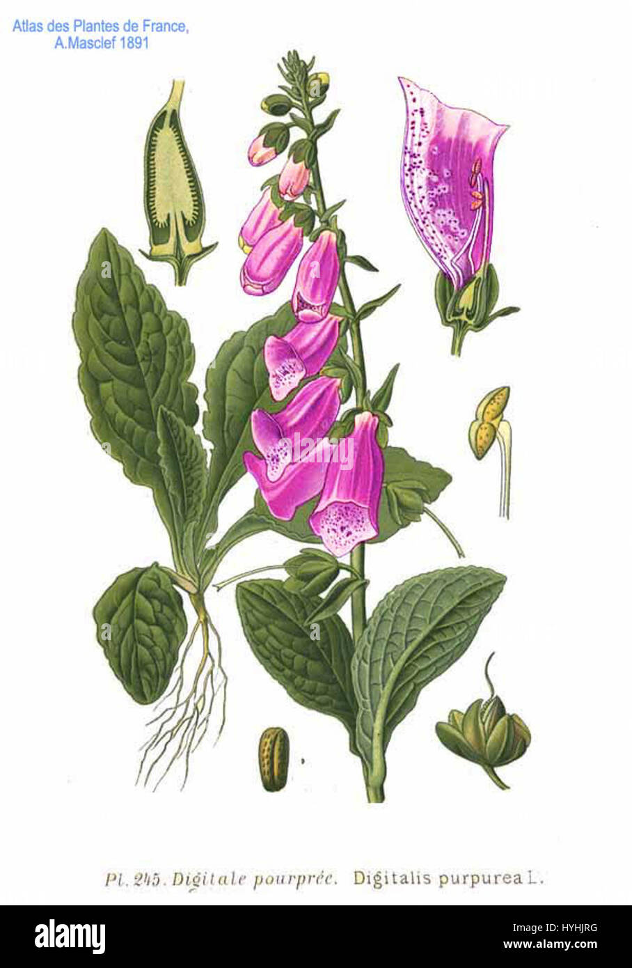 Digitalis purpurea L., commonly known as foxglove, is a flowering plant ...