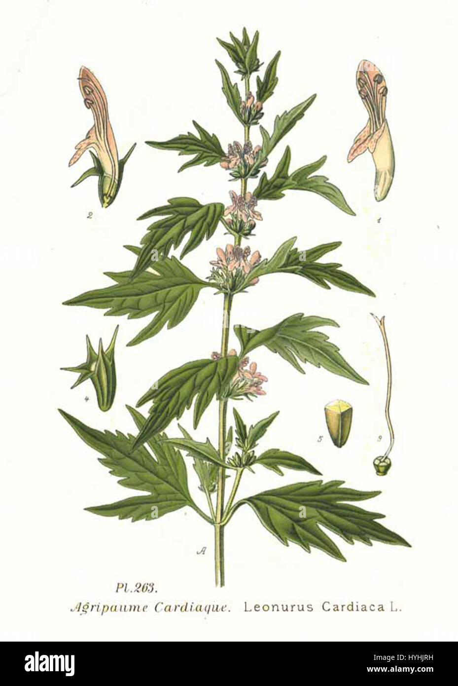 Leonurus cardiaca L., commonly known as motherwort, is a plant used in ...