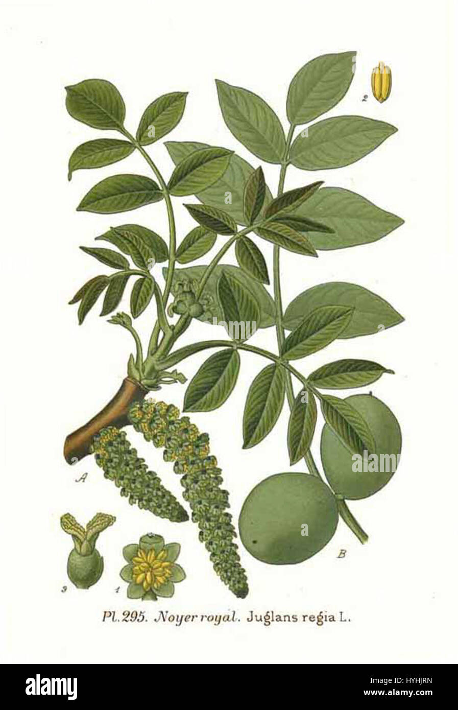 English walnut tree Cut Out Stock Images & Pictures - Alamy