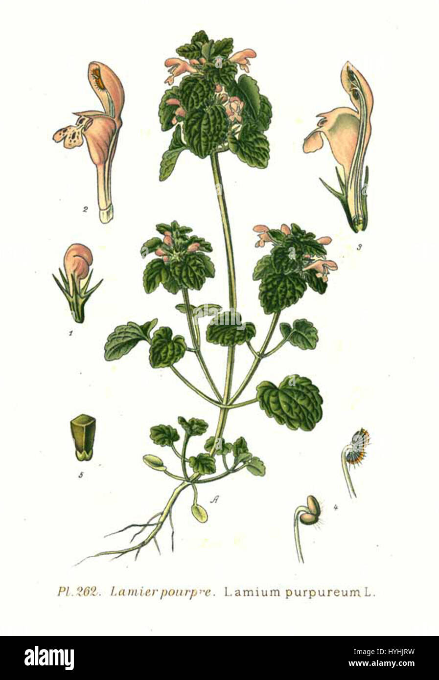 L Purpureum High Resolution Stock Photography and Images - Alamy