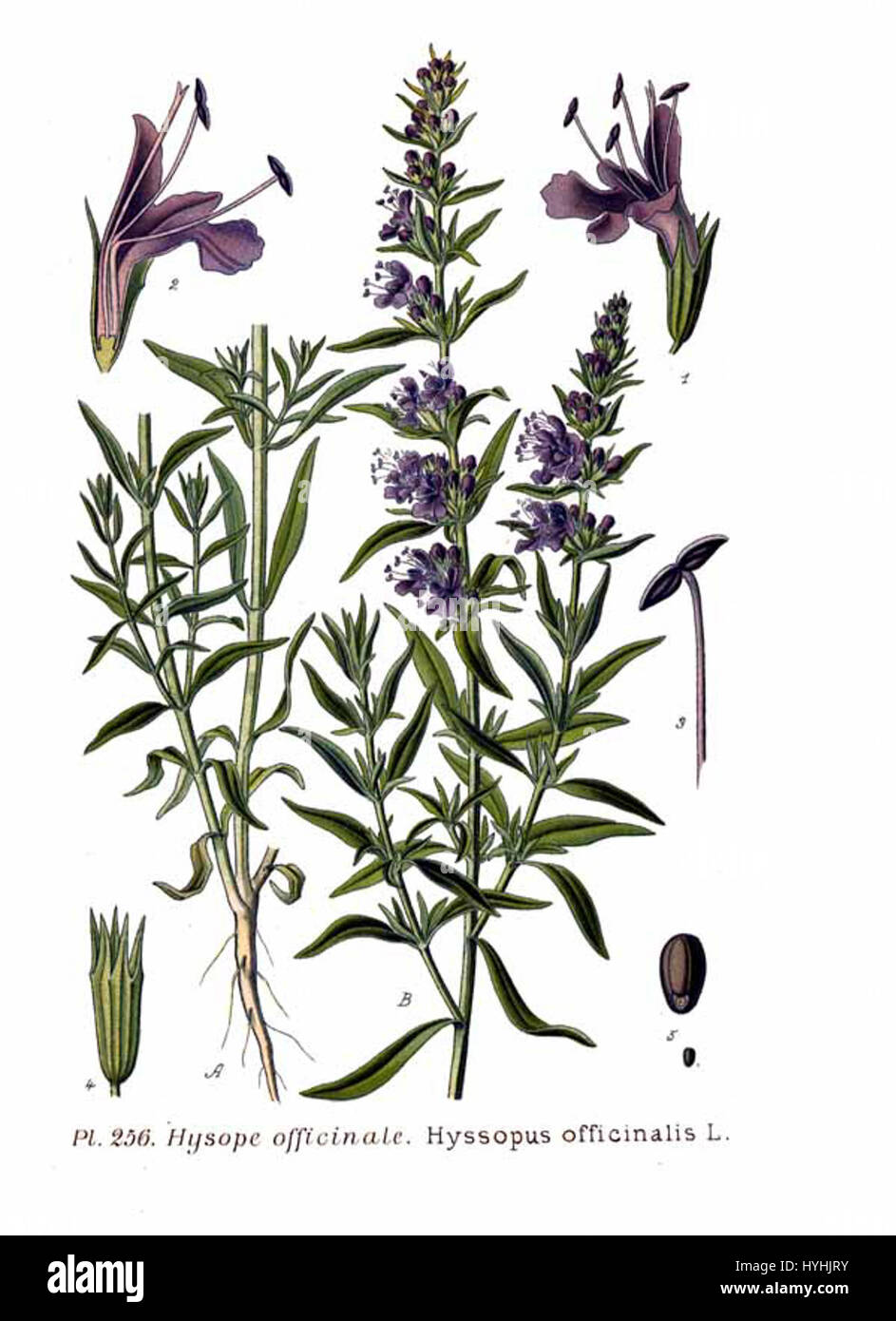 Hyssopus officinalis L., commonly known as hyssop, is an aromatic herb ...