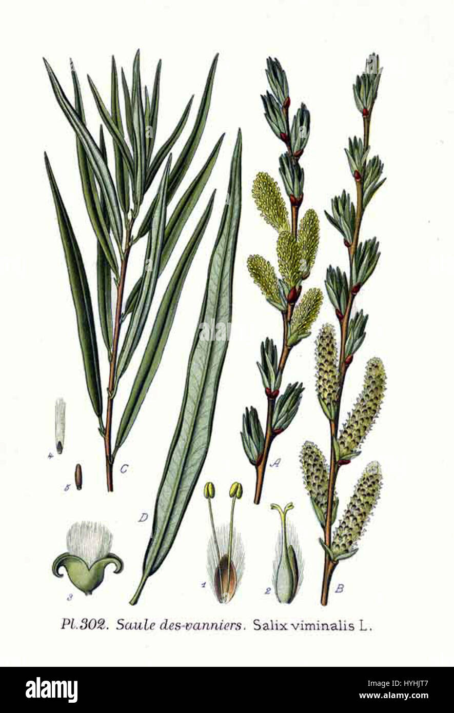 Salix viminalis l hi-res stock photography and images - Alamy