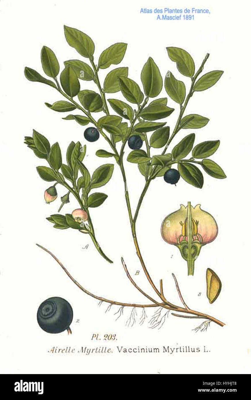 Vaccinium murtillus, commonly known as bilberry, is a small shrub ...