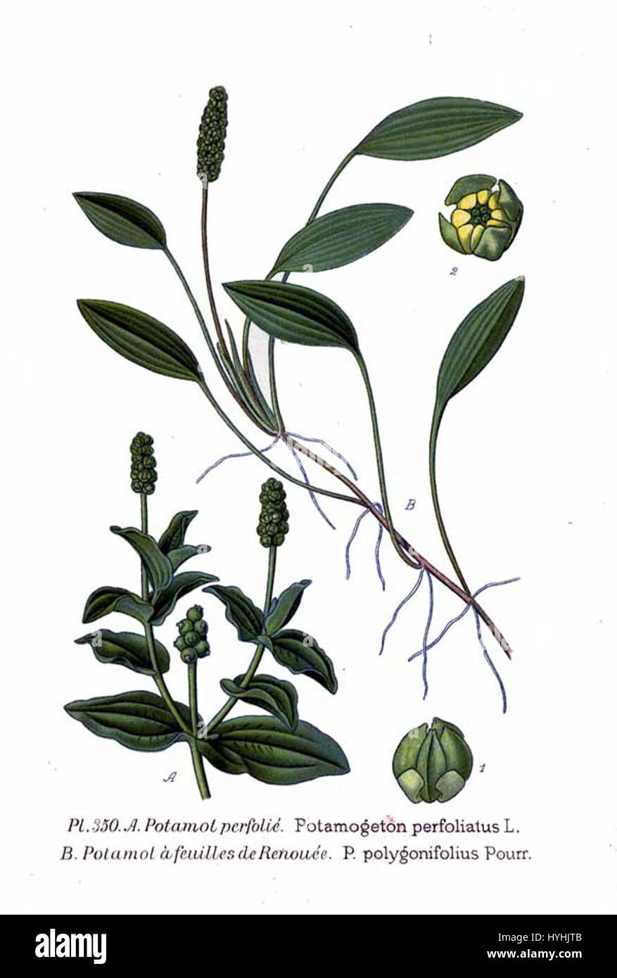 Clasping leaf Cut Out Stock Images & Pictures - Alamy