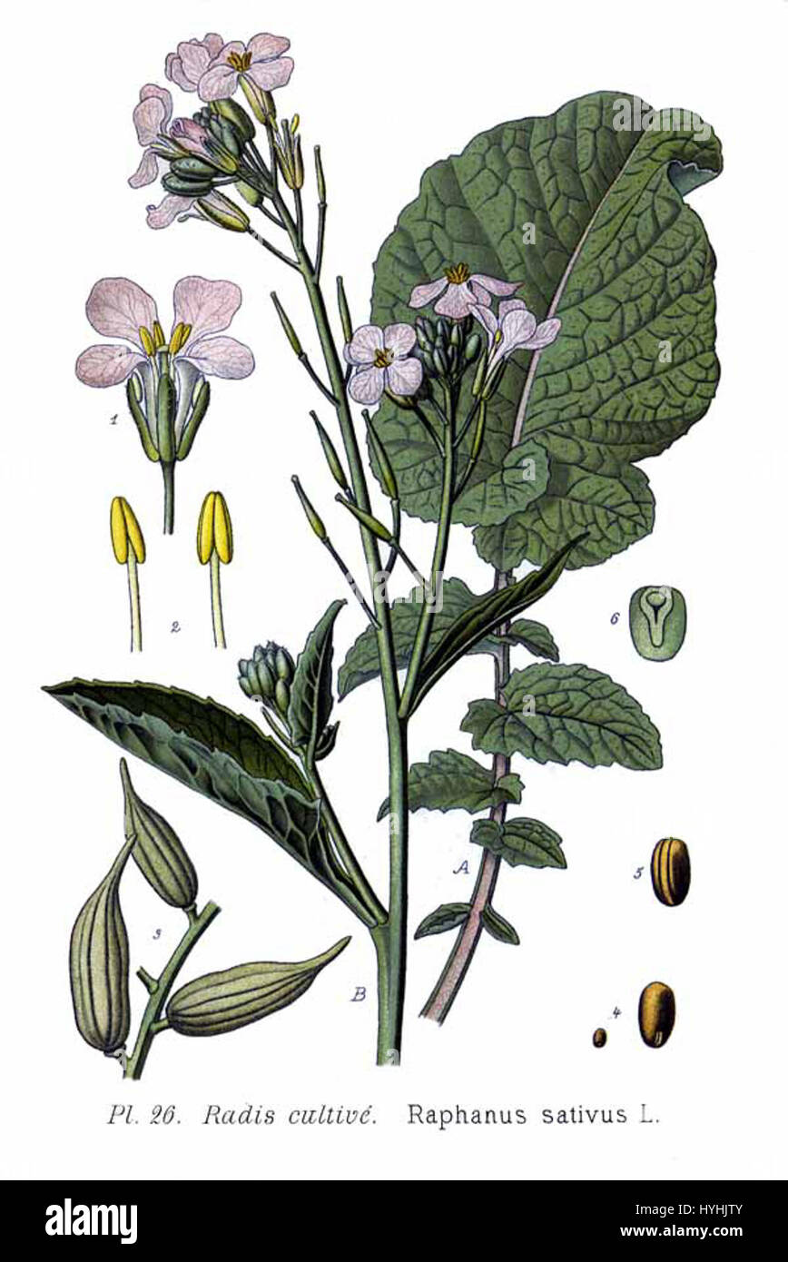 Botanical illustration of radish hi-res stock photography and images - Alamy