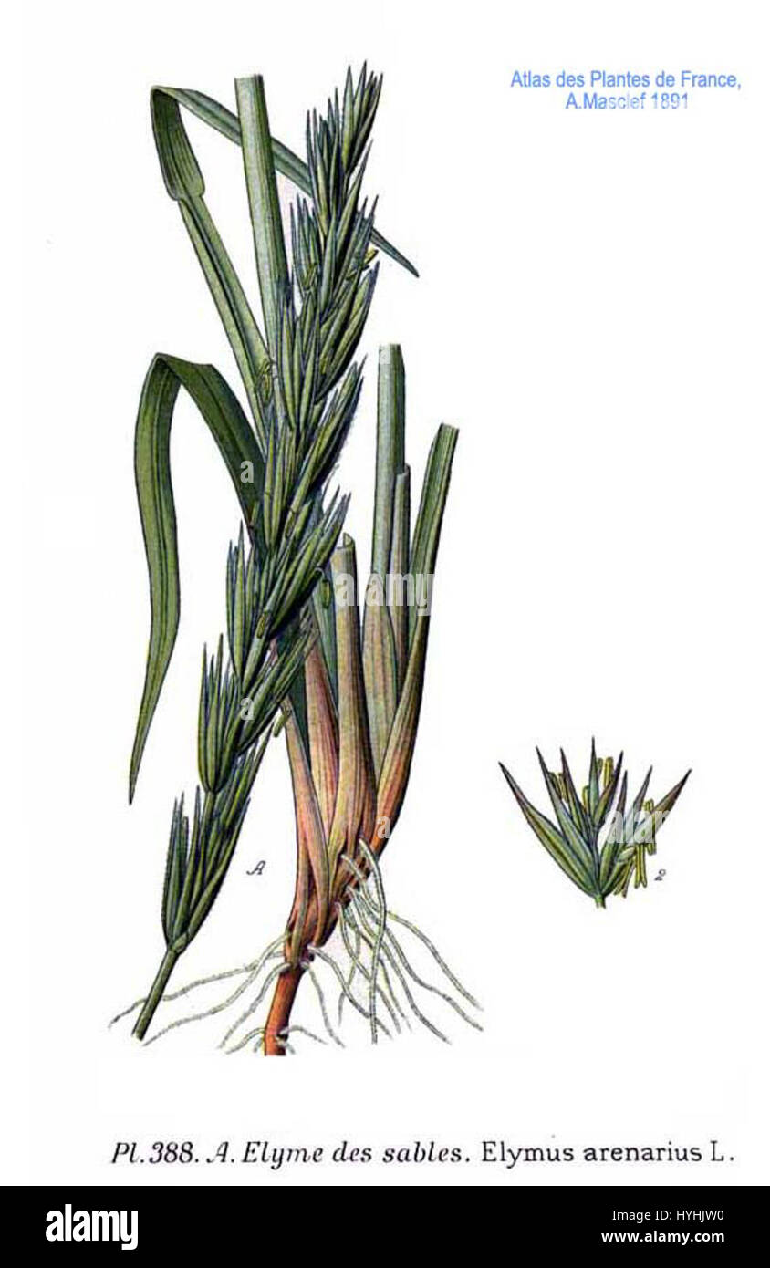 *Elymus arenarius*, commonly known as sand ryegrass, is a species of ...