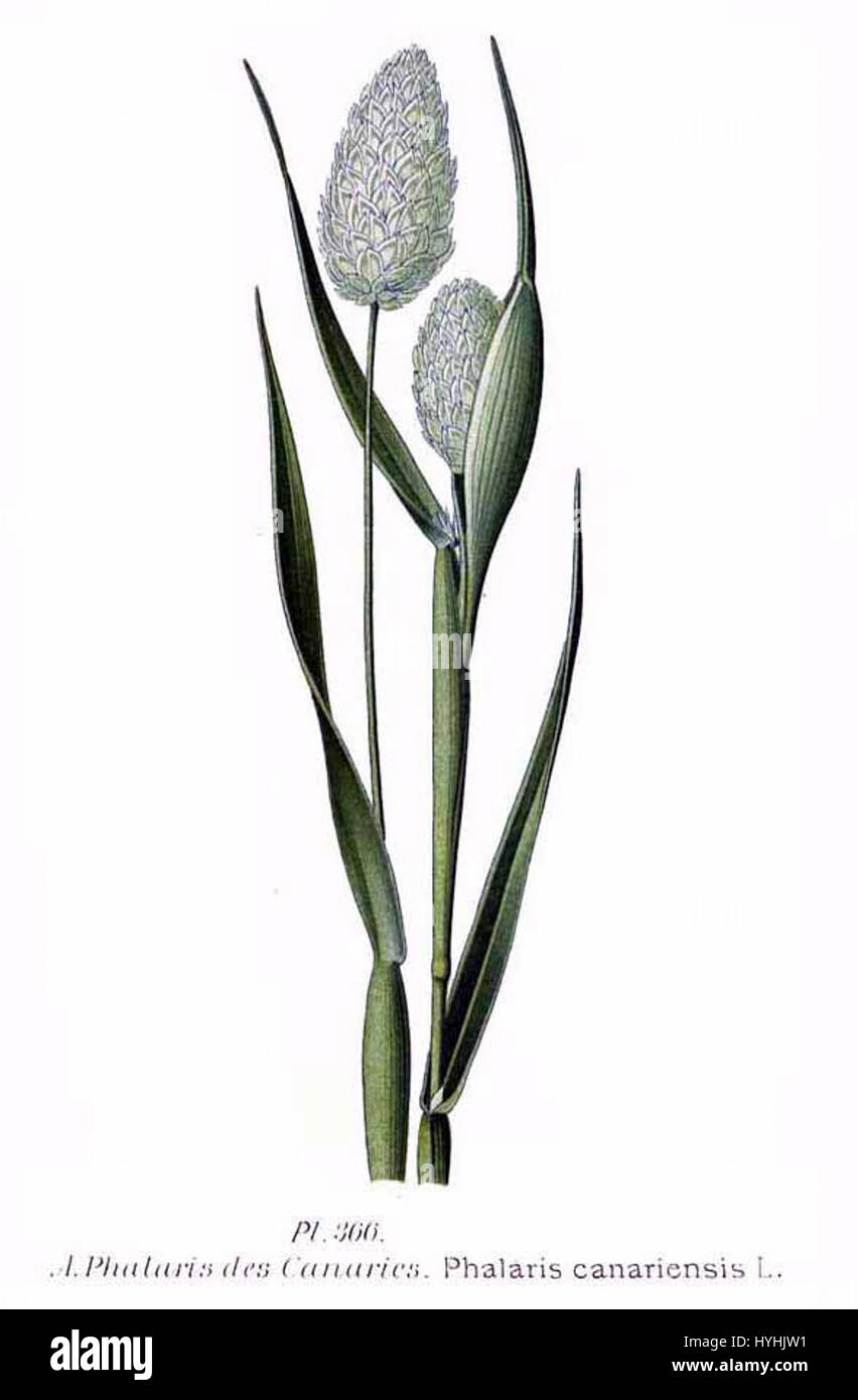 Native plant bird Cut Out Stock Images & Pictures - Alamy