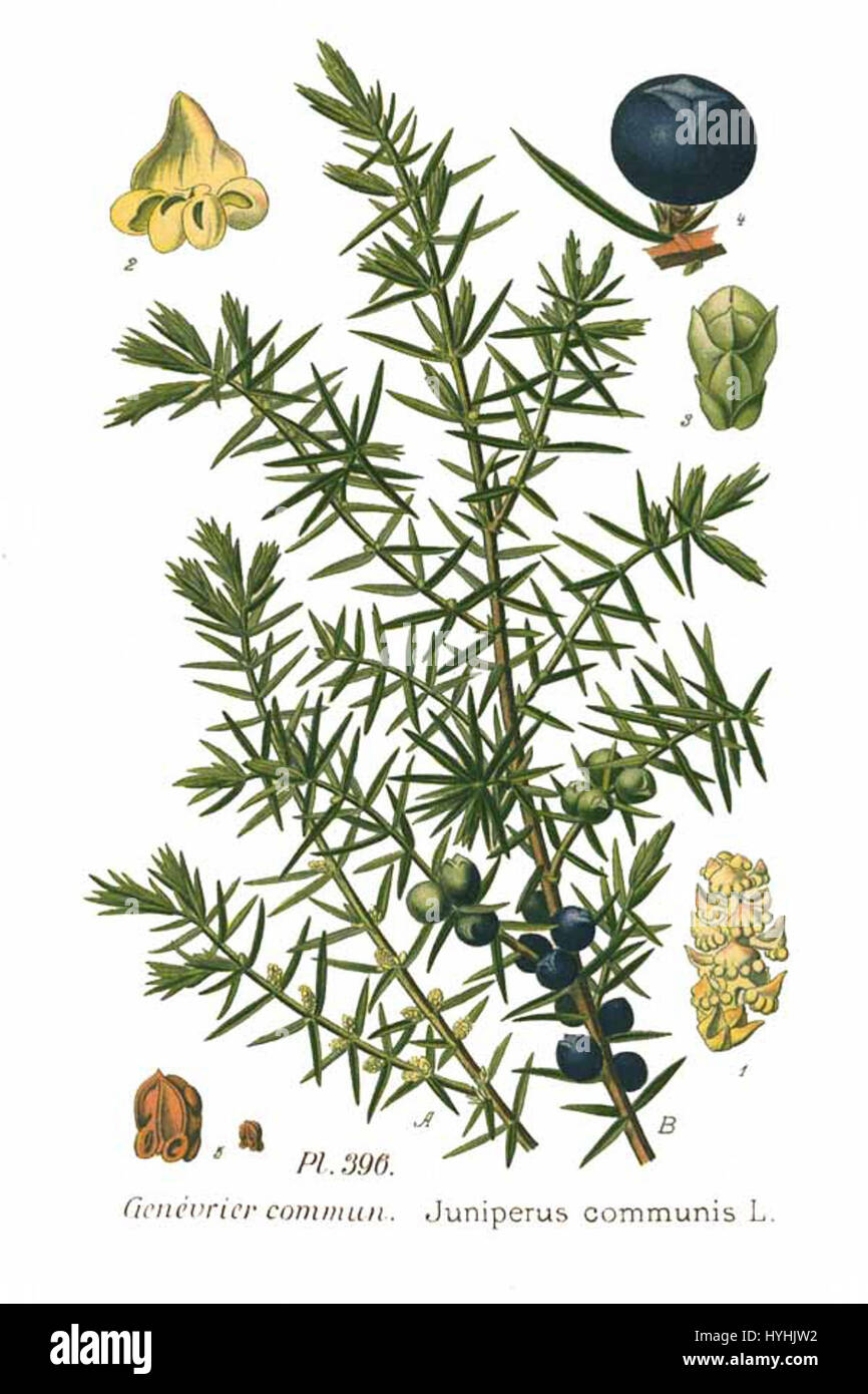 Juniperus communis juniperus communis Cut Out Stock Images & Pictures ...