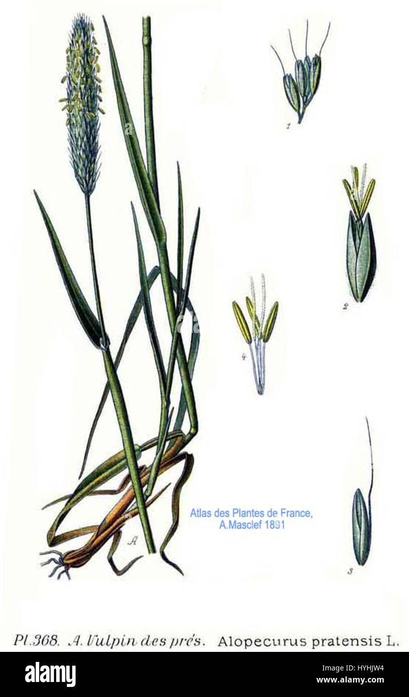 Alopecurus pratensis l meadow foxtail hi-res stock photography and ...