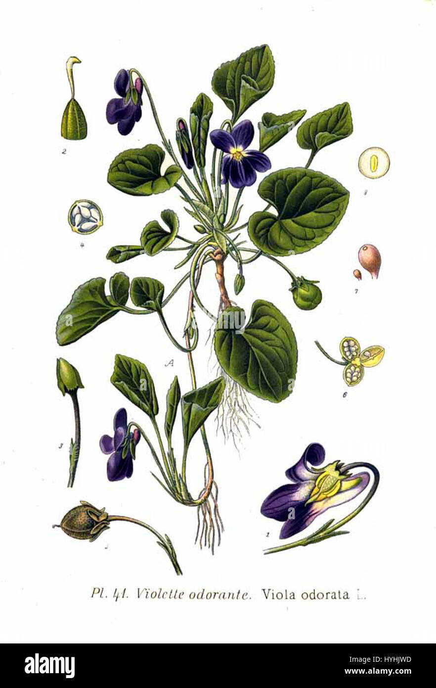 Viola odorata l hi-res stock photography and images - Alamy
