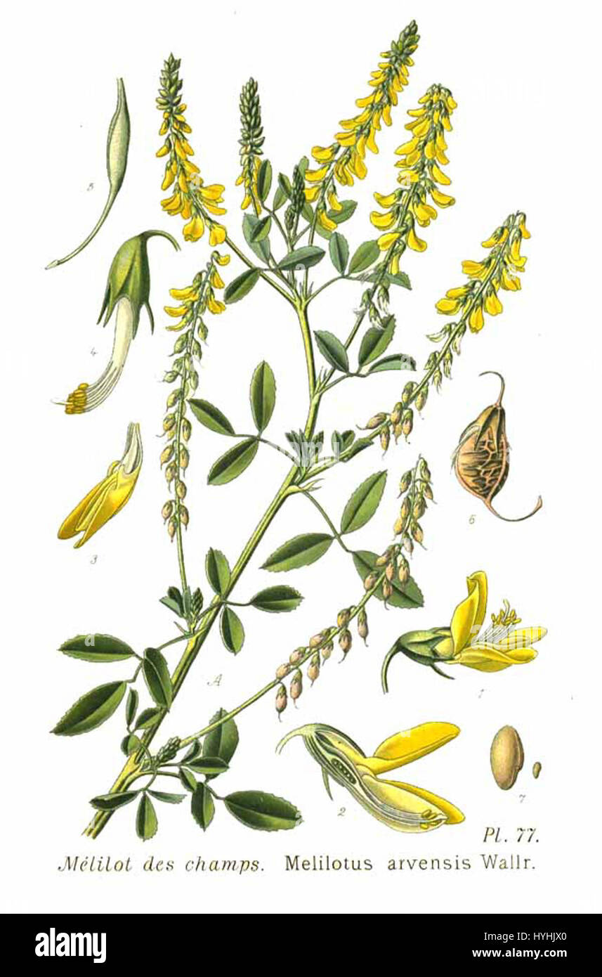 Plant melilotus arvensis hi-res stock photography and images - Alamy