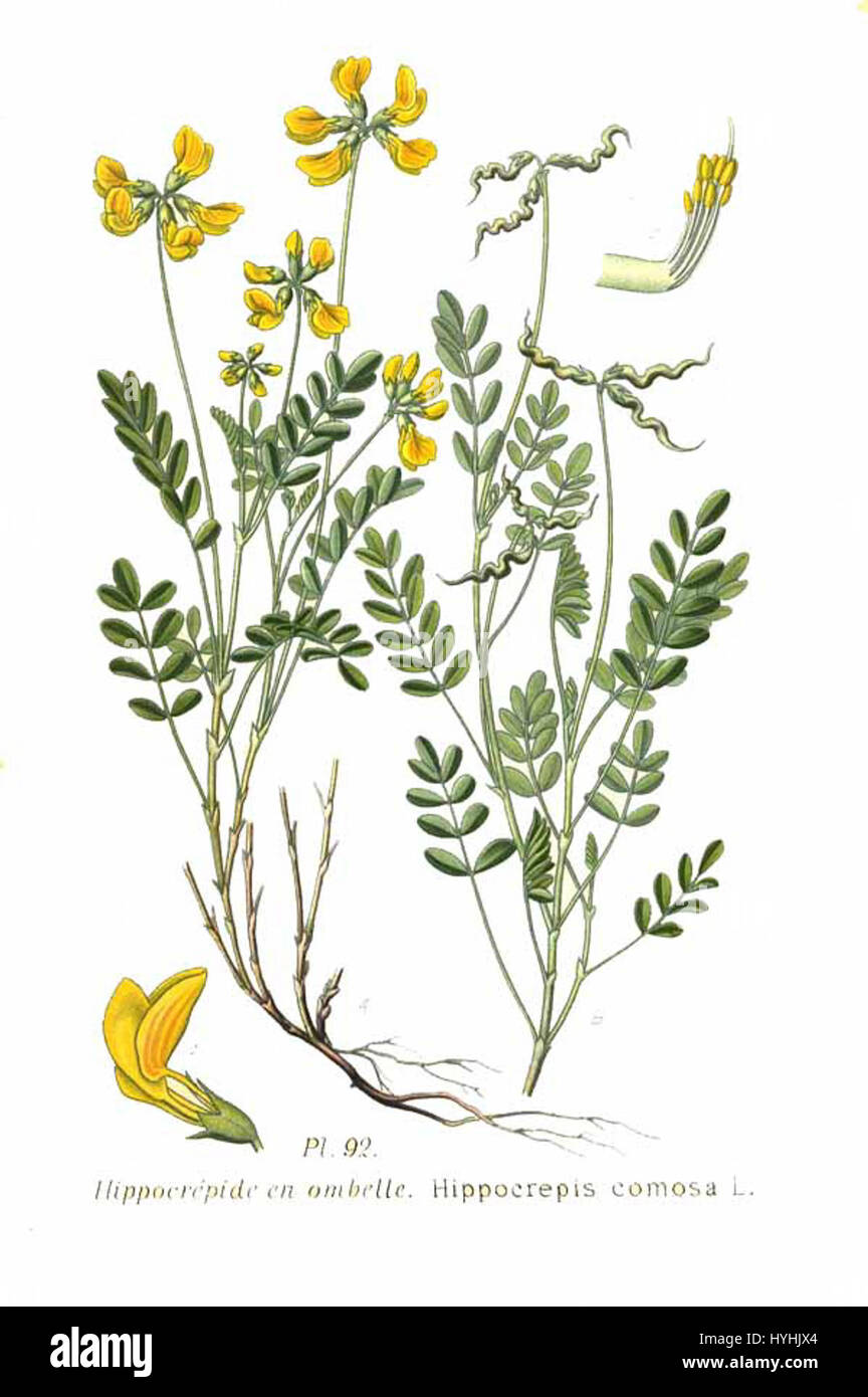 '92 Hippocrepis comosa L' is an illustration or botanical drawing of a ...