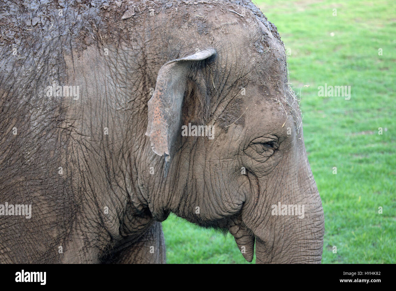 Elephant head hi-res stock photography and images - Alamy