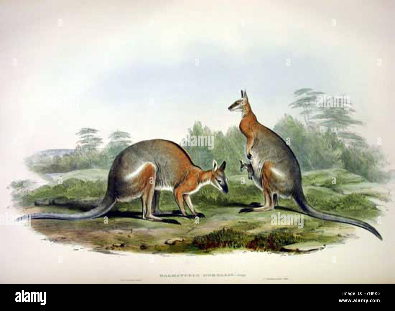 Black striped wallaby hi-res stock photography and images - Alamy