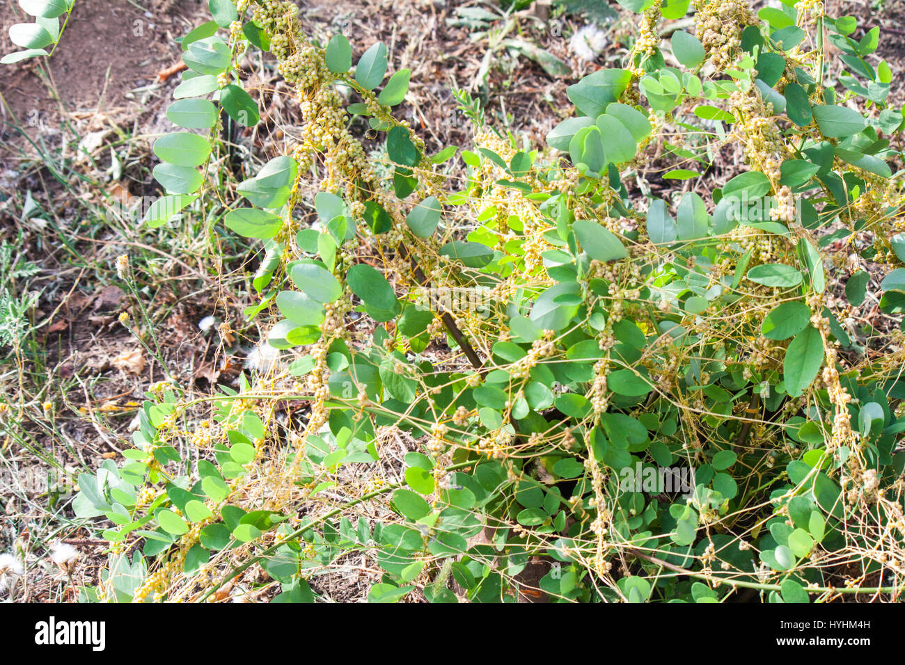 Dodder (Genus Cuscuta) is parasitic and totally dependent on other host ...