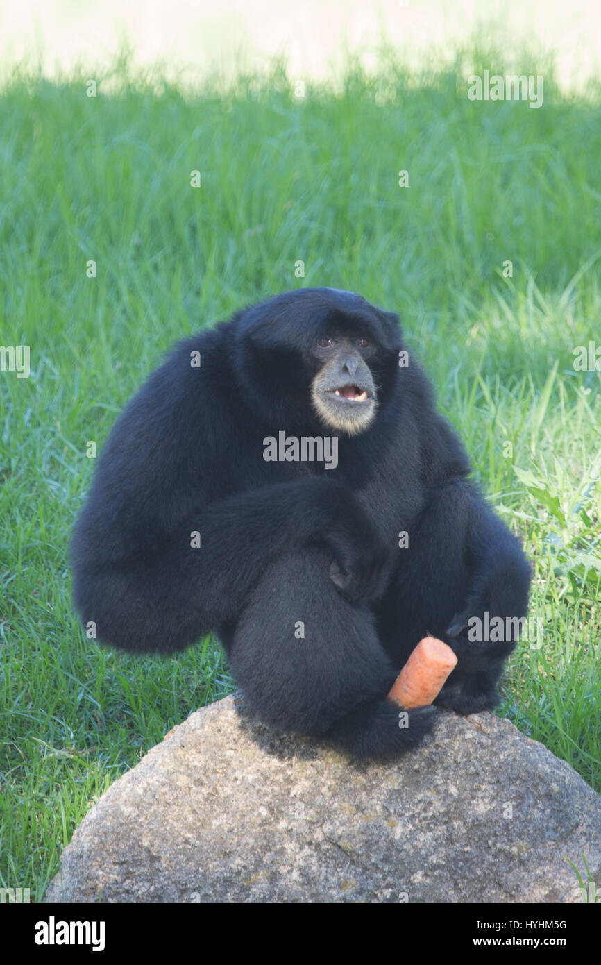 Siamang hi-res stock photography and images - Alamy