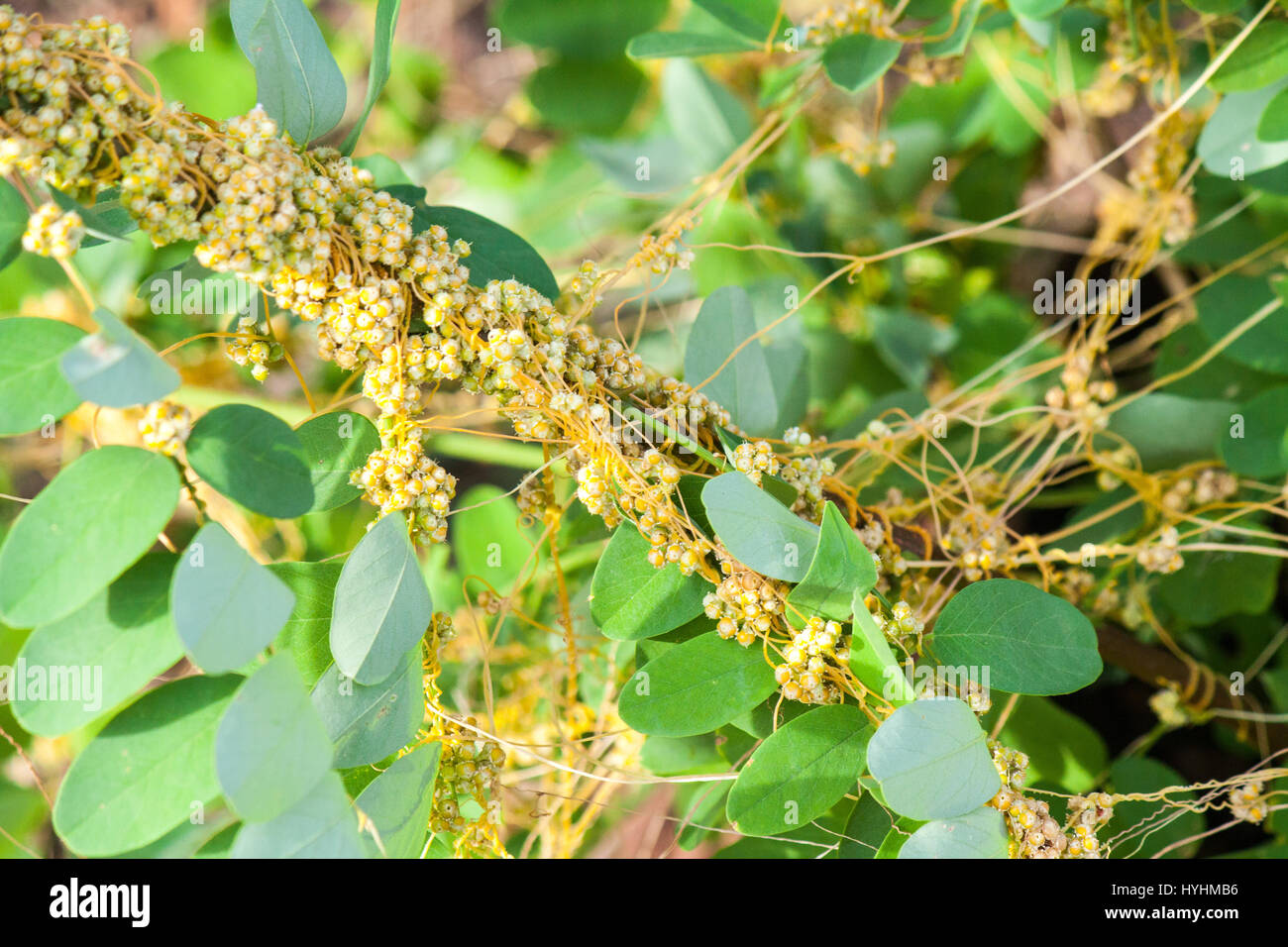 Dodder (Genus Cuscuta) is parasitic and totally dependent on other host ...
